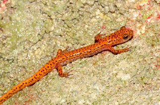 Cave Salamander